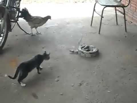 Yılan dan korkan kedi