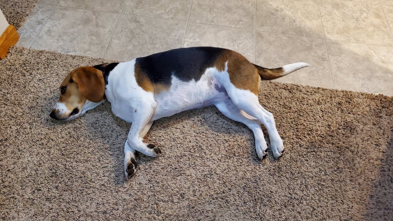 My Dog Ran Away... - YouTube