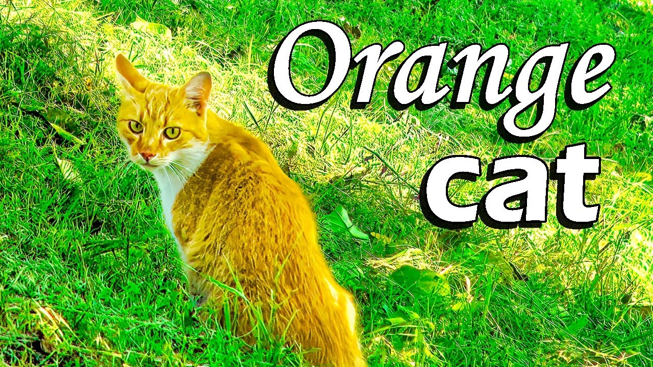 Cute orange cat eating in the grass, filmed in 4K - YouTube
