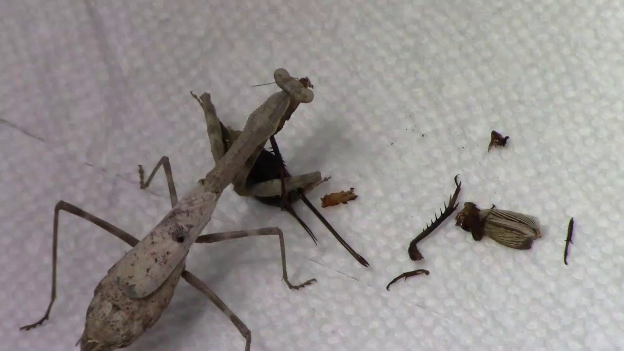Praying Mantis Eating 3 Meals - TIMELAPSE - Over 4 Hours in 3 Minutes ...