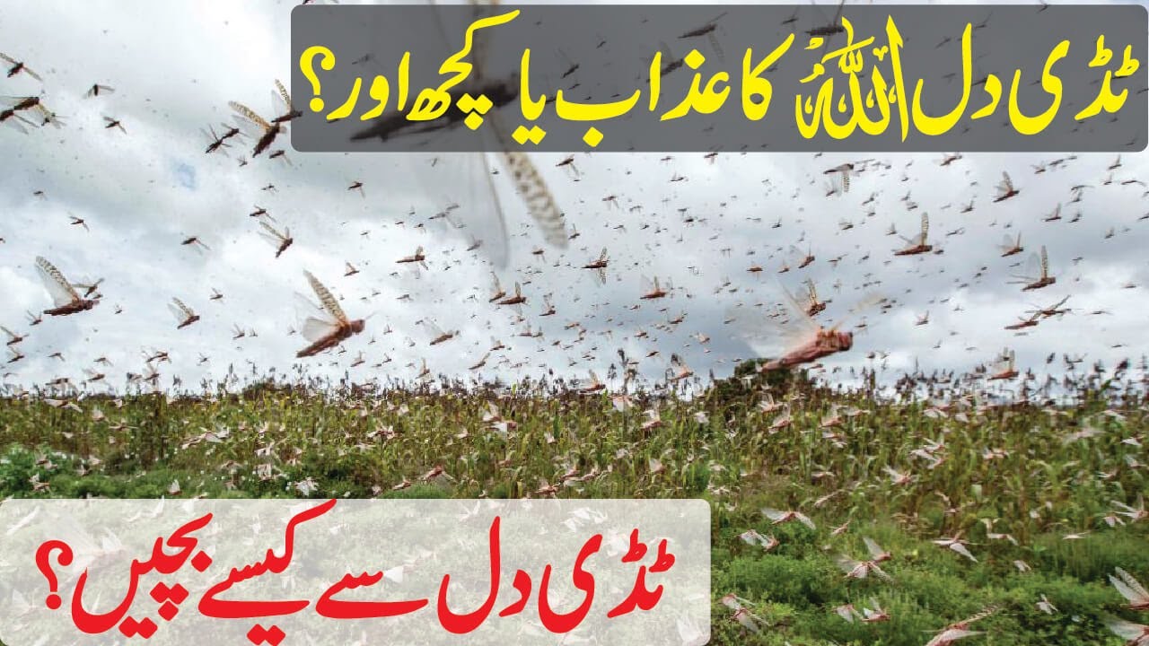 Tiddi Dal || Tiddi Dal Attack || Tiddi Dal Se Kaise Bachain || Locust ...