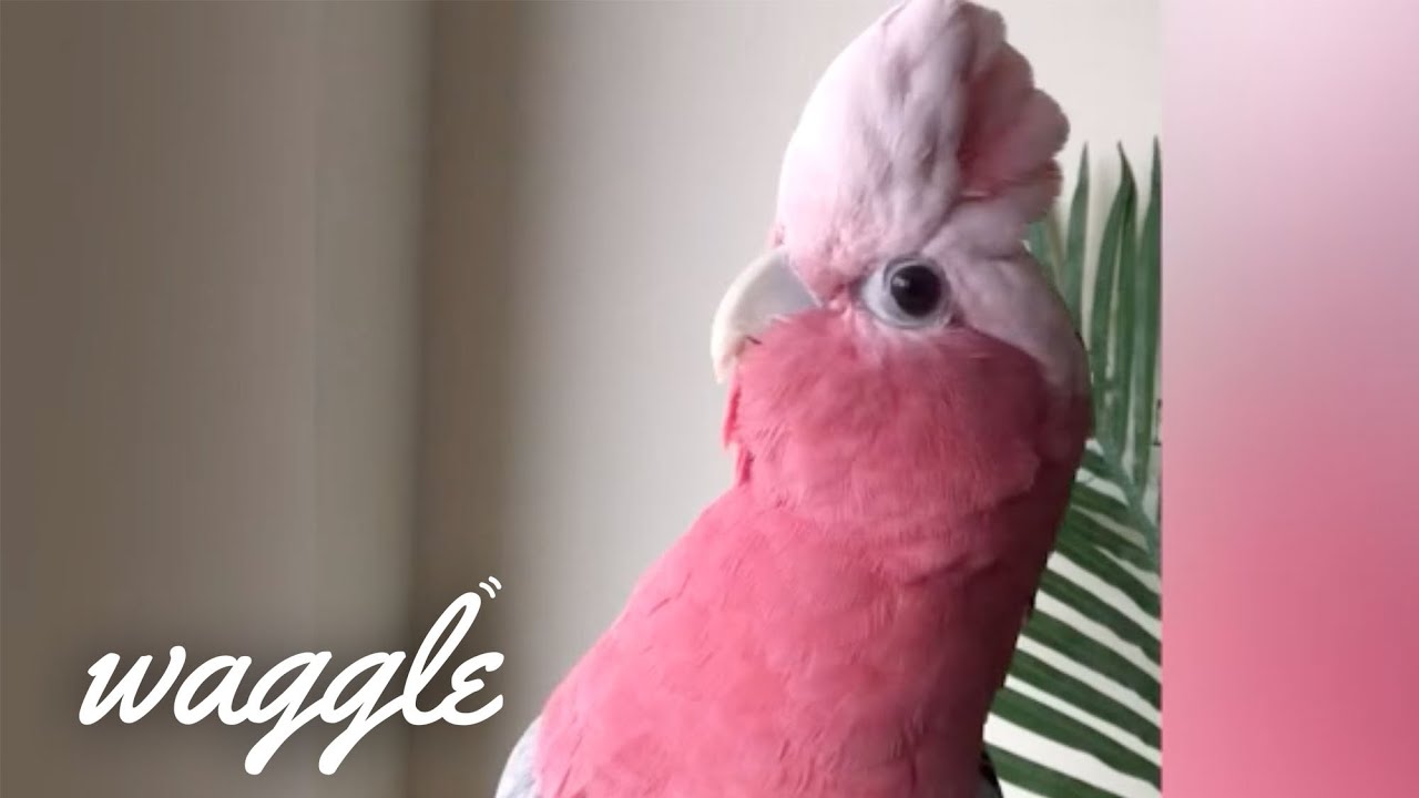 Best Pets Ever | Cutest and Funniest Animal Clips of the Week - YouTube