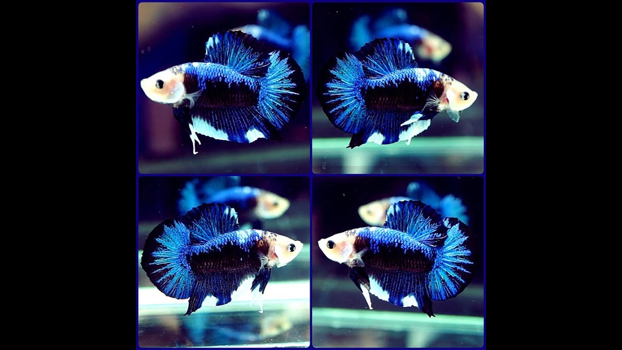 A647 Fancy BLUE BLACK SAMURAI HMPK Male Betta Fish - YouTube