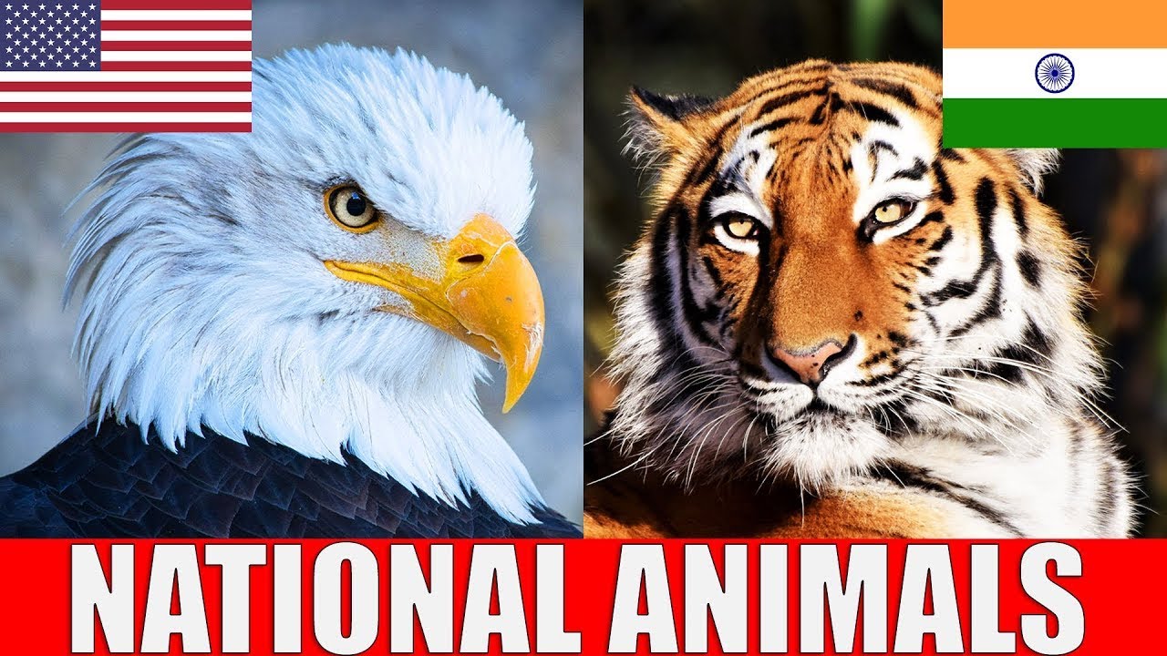 National Animals of Countries | Flags and Countries name With National ...