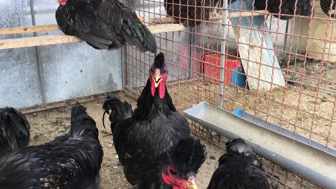 Gjeli Kendimgjat i Kosoves - YouTube