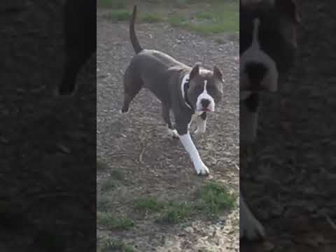 Tyson American amstaff