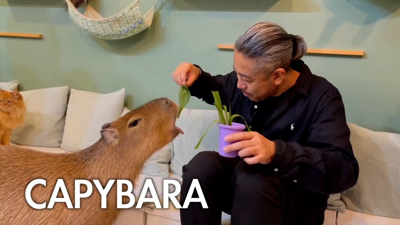 short video【CAPYBARA】JAPAN 2025 - YouTube