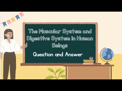 The Muscular System and Digestive System in Human Beings Question and ...