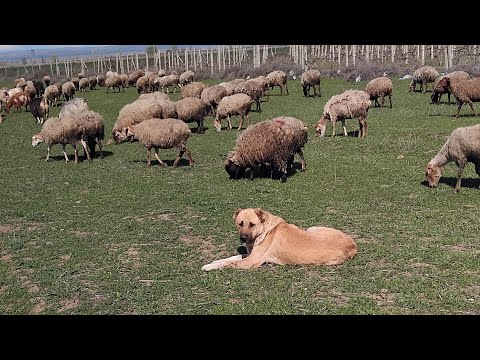 QURDBASAR MİLLİ SƏRVƏTİMİZDİR,ONU QORUYAQ.