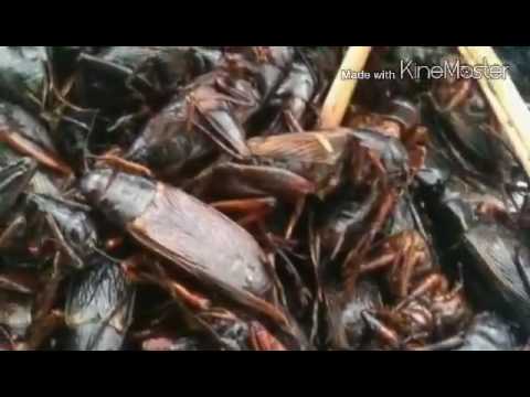 How to feed crickets វិធីចិញ្ចឹមចង្រិត ភាគ១ - YouTube