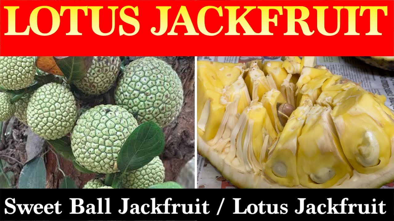 Sweet Lotus Jackfruit | Ball Jackfruit | Thamara Chakka | Sweet Jackfruit - YouTube