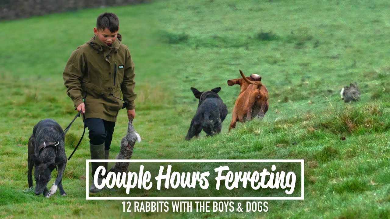 Couple Hours Ferreting - 12 Rabbits With The Boys & Dogs - YouTube
