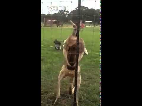 Kangaroo Flexing his abs - YouTube