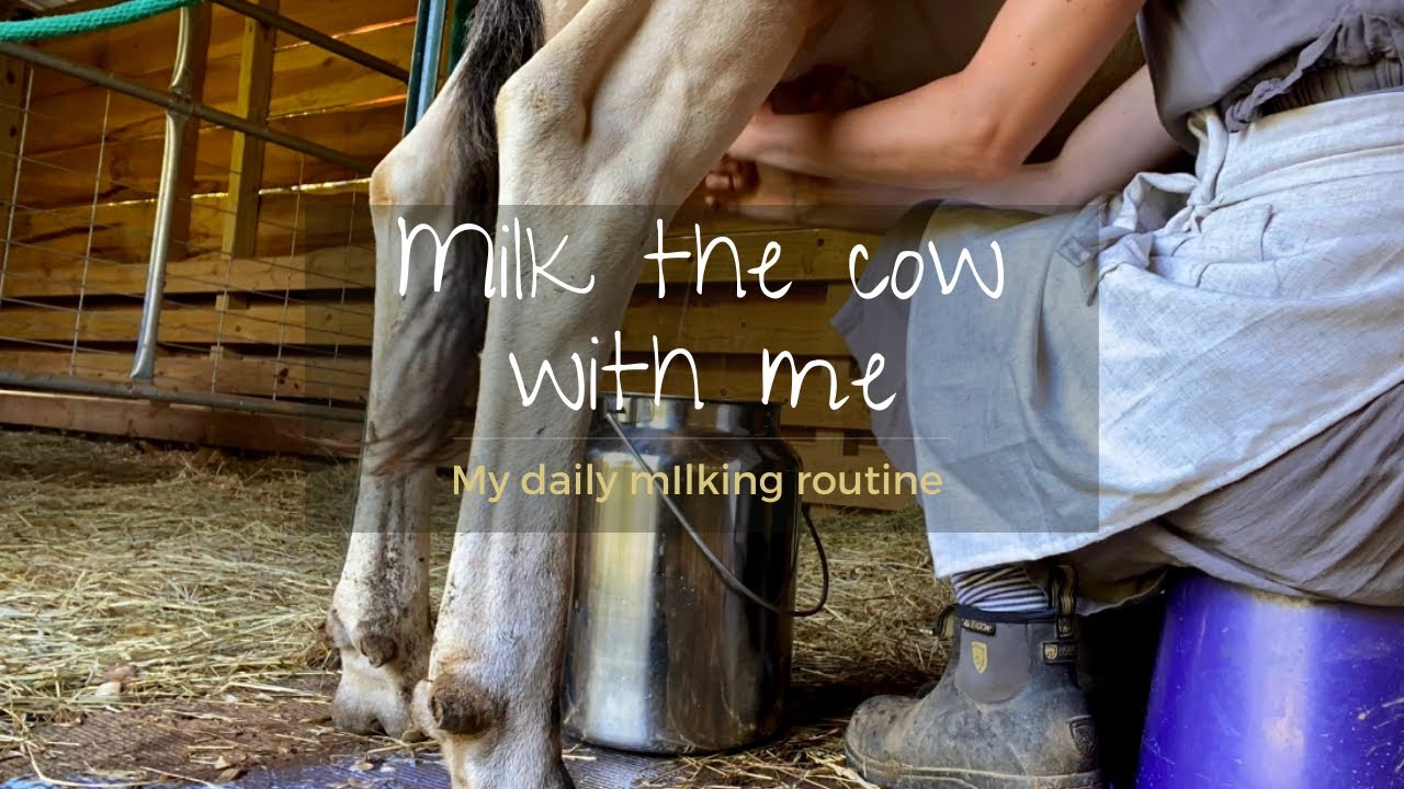 Milk the cow with me! | My daily milking routine | Mobile home farm ...