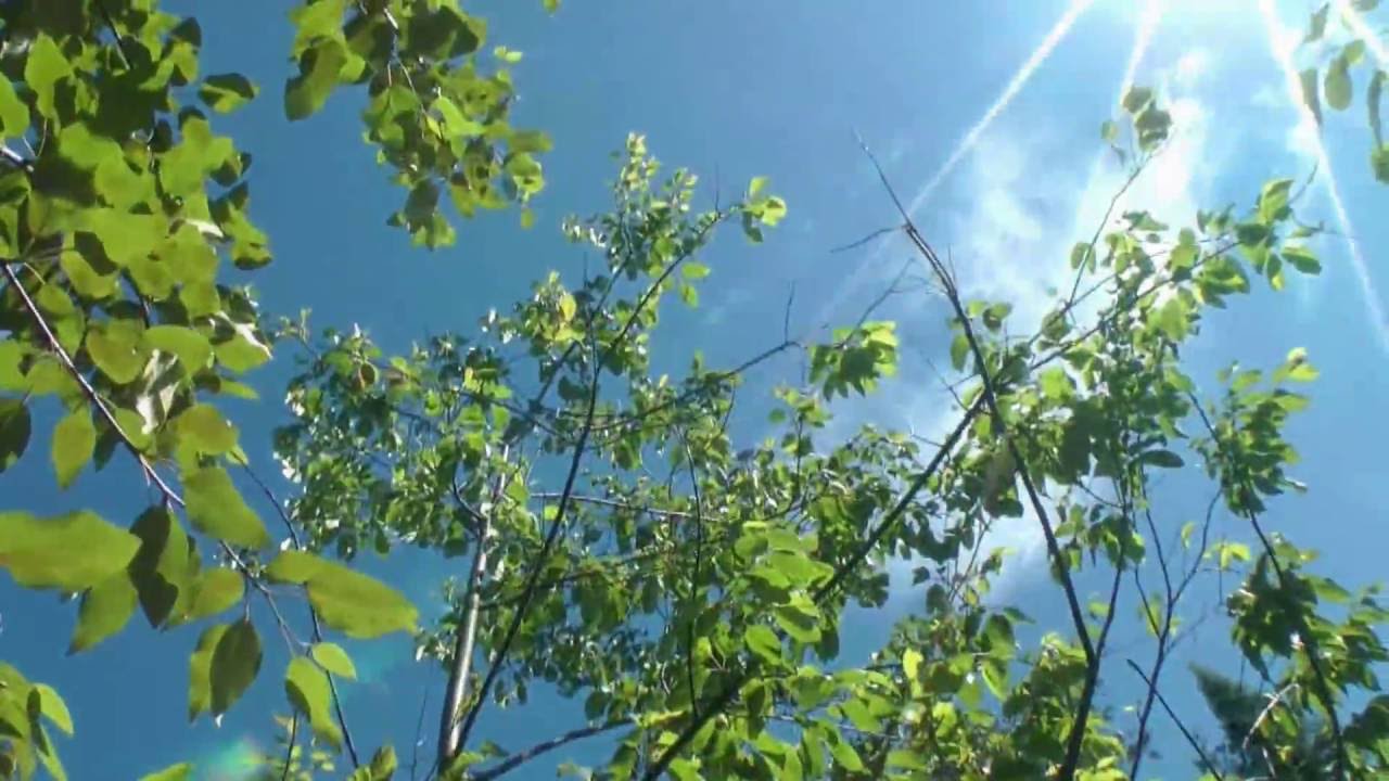 Caging trees. Check up on coppice and pollard trees. Coppicing trees is ...