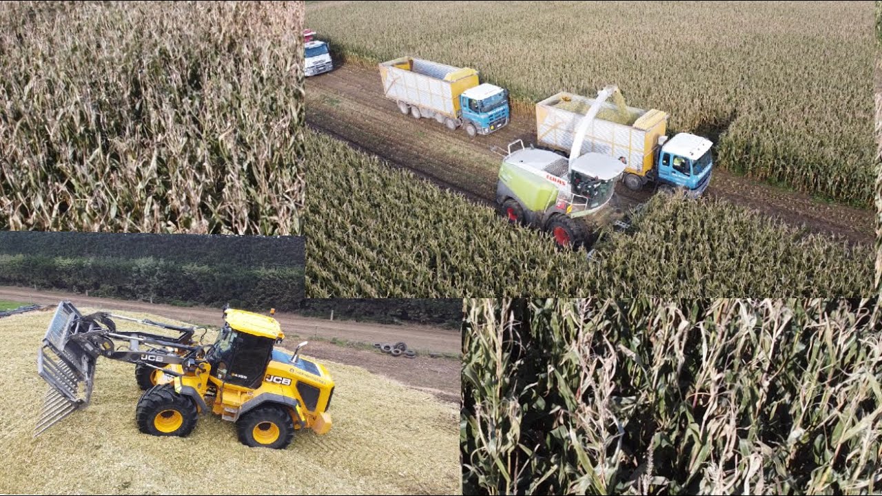 Silage Chopping and Carting Maize with Claas Jaguar 950 + JCB - YouTube