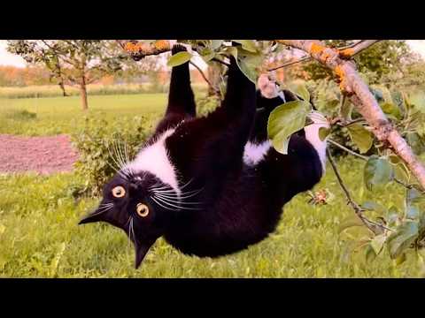 Hilarious Cats Never Does What You Expect 🤣 NEW Funny Cat Videos