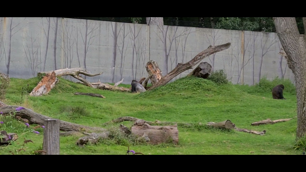 Boat ride at longleat safari - YouTube