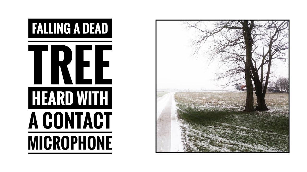 How a falling a tree sounds through a contact microphone | Field ...
