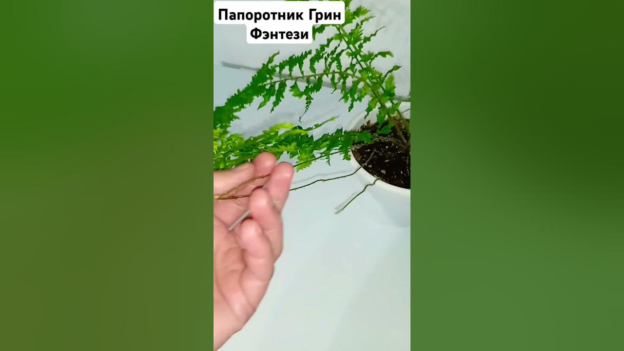 #папоротники папоротник Грин Фэнтези ️ - YouTube
