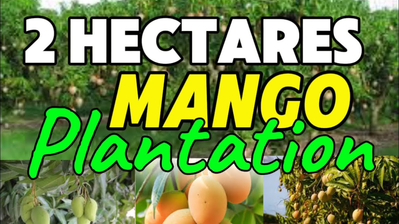 Nov-298 Mango plantation farm lot 2 hectares ideal for camping site and ...