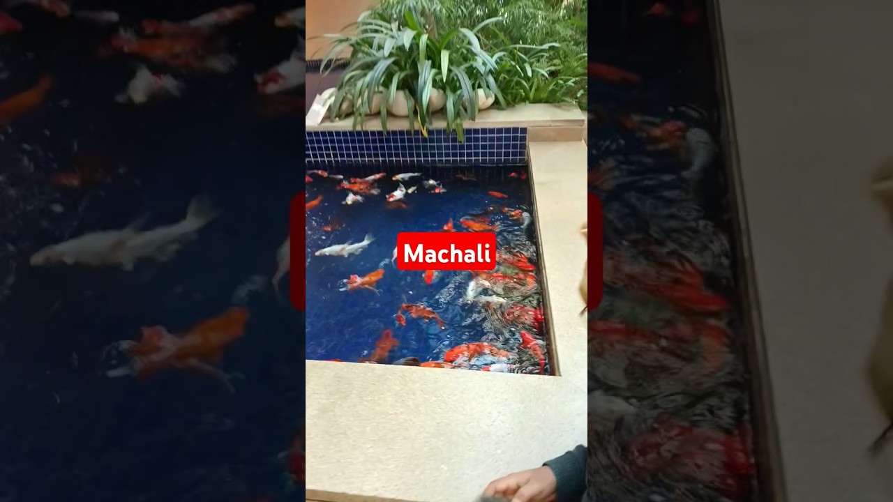 colour wala machali #shortvideo #short #shorts #viral #fish # ...