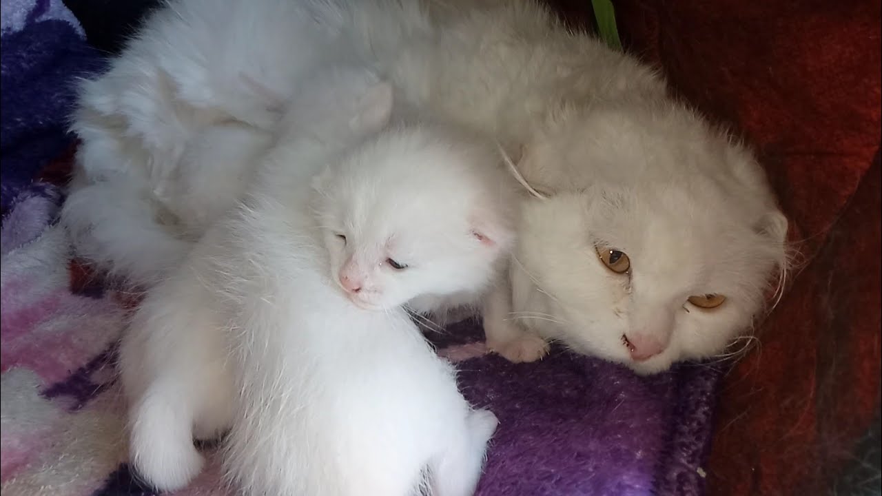 Mother Cat Has One Damaged Ear But Her Newborn Kittens Ears Are Looking ...