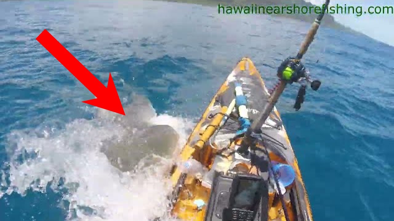 Real Footage of Shark Attack Caught on Camera - Daily News - YouTube