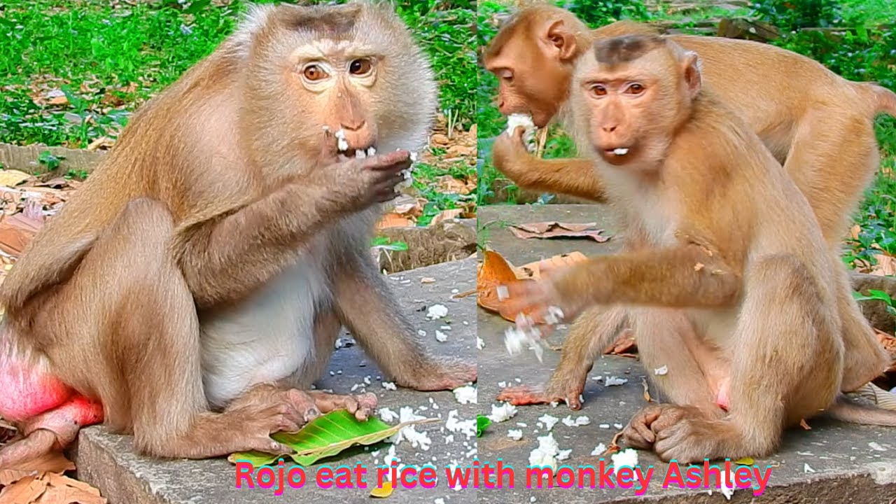 Today I gave some to monkey Rojo and other monkeys, they are so hungry. - YouTube