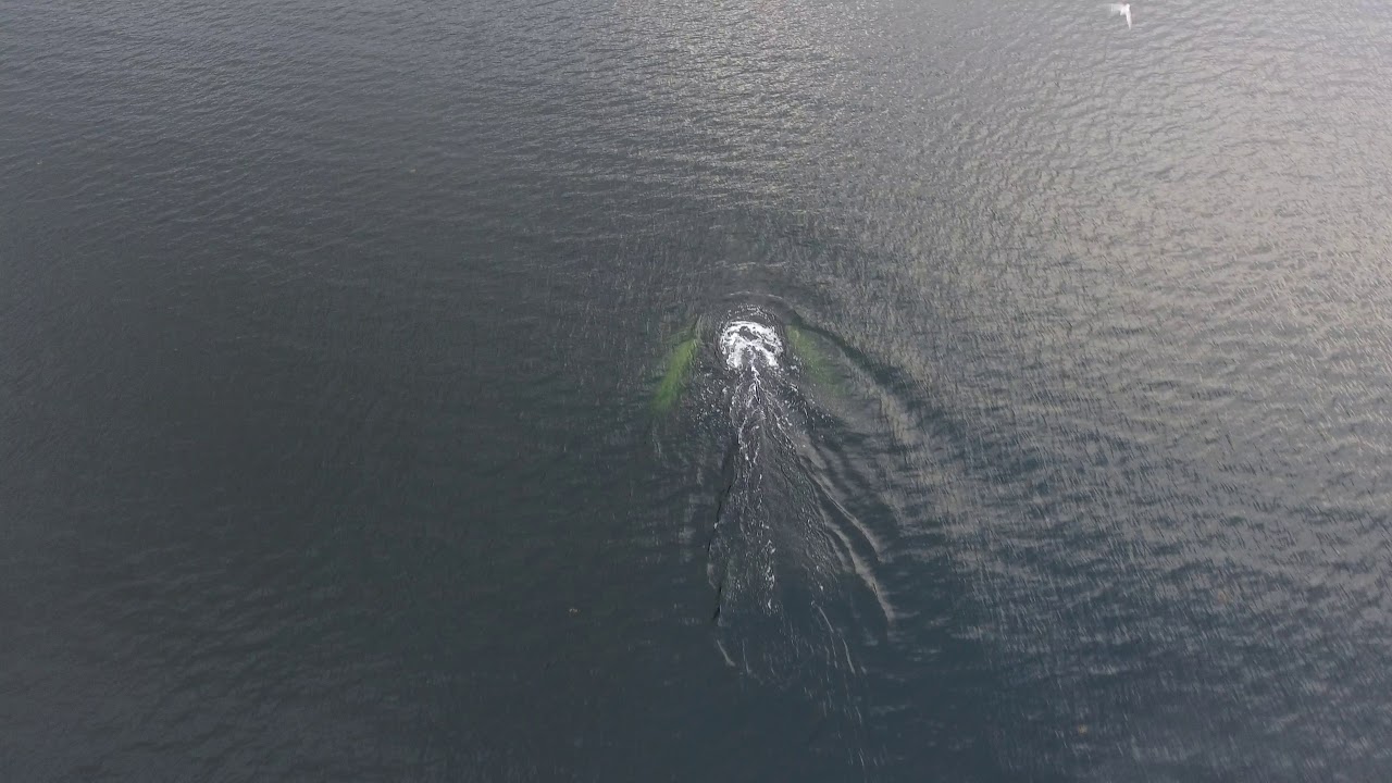 Humpback Whale near Hump Island Oyster Farm - YouTube