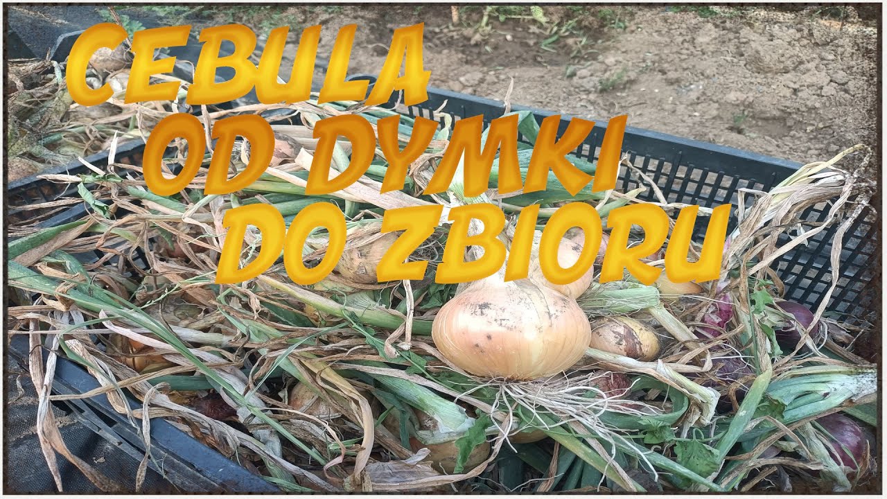🍀Szkapa w Ogrodzie: Cebula od dymki do zbioru. Cały sezon hodowli ...