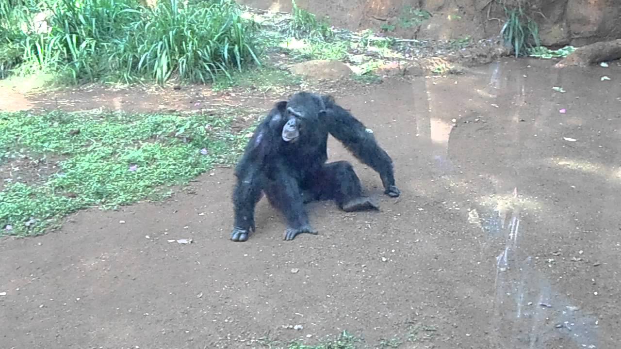 Agro Monkey at Hawaii Zoo - YouTube