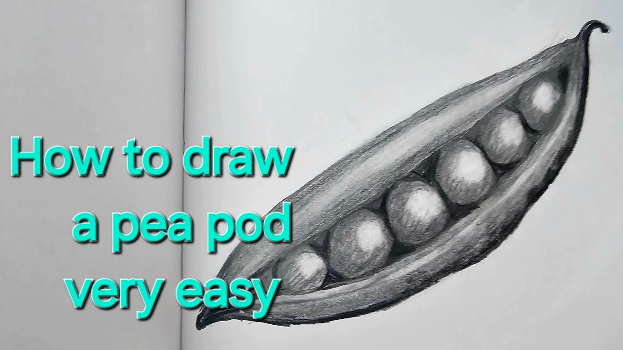 How to draw a pea pod , tutorial for beginners, very easy, step by step ...