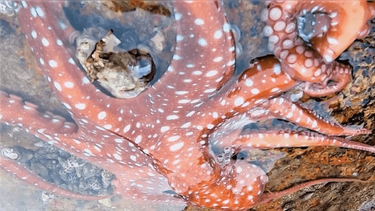A Large Stout Octopus Nests On The Reef, This Octopus Looks Like An ...