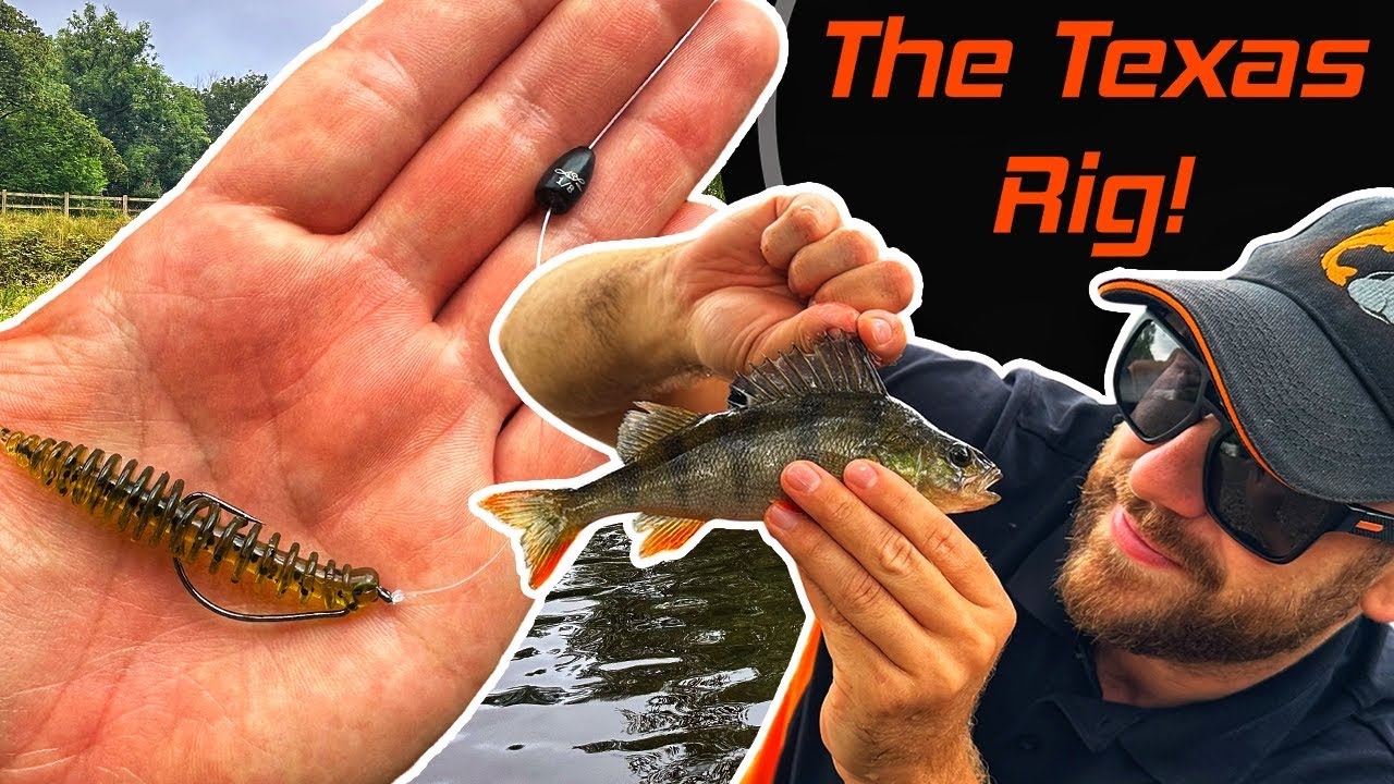 How To Target Perch Using The Texas Rig | Setup and Method - YouTube