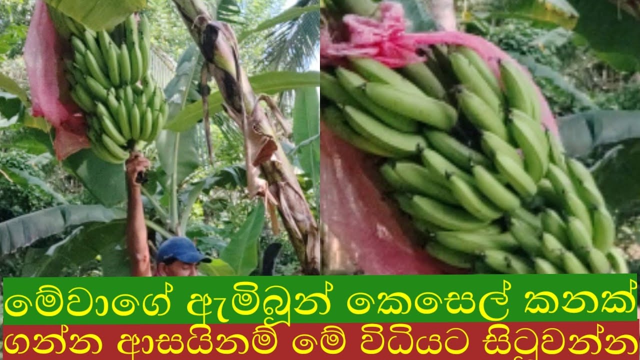 ඇමිබූන් කෙසෙල් වගාව කාභනික/Ambun kesel wagawa kabanikawa - YouTube