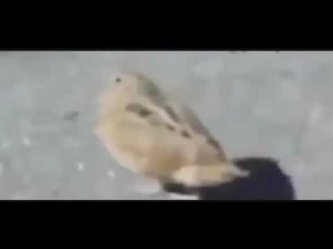 Yarım gorani müziği eşliğinde oynayan muşlu guş