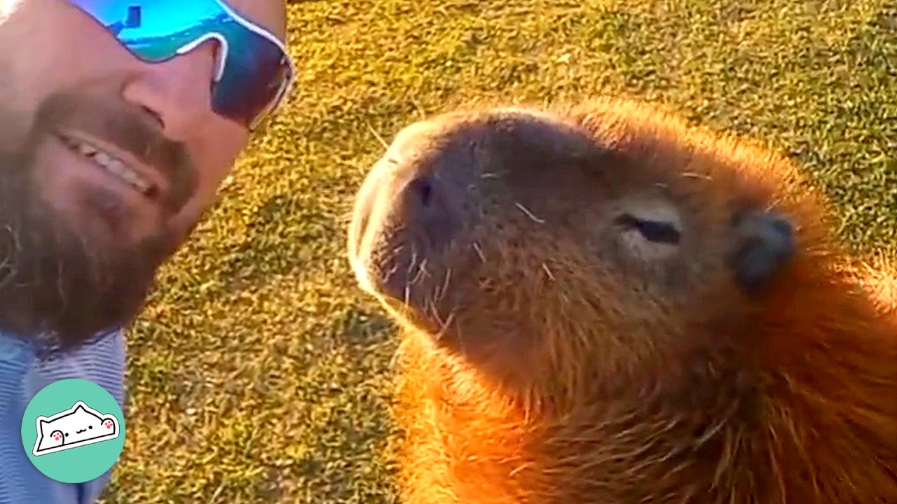 Man Saves Wild Capybara From The Rain. She Visits Him Every Day | Best ...
