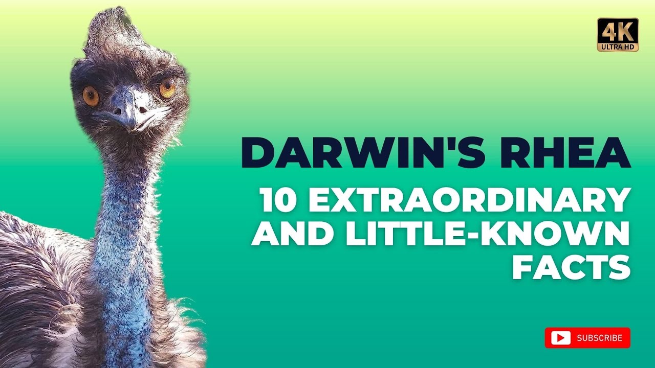The Darwin's Rhea | 10 interesting and rare facts you didn't know - YouTube