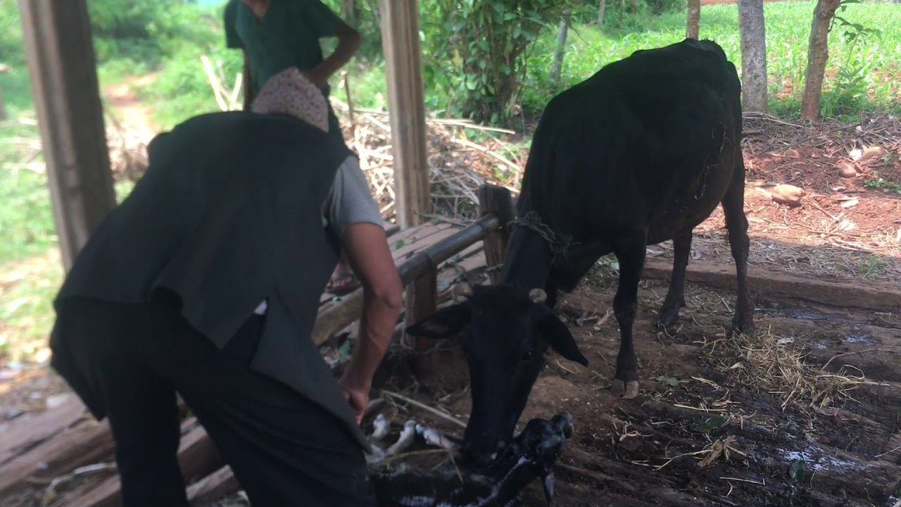Cow giving a birth to a Calf! Calving in Village | Farming in Village ...