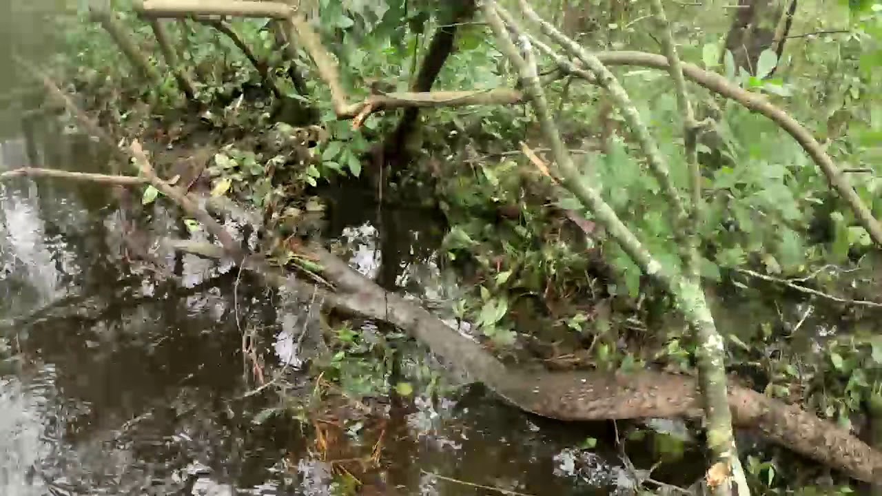 Creek Cleaning - YouTube