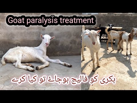 Bakri k falij ka ilaj goat paralysis treatment Syed goat farm - YouTube