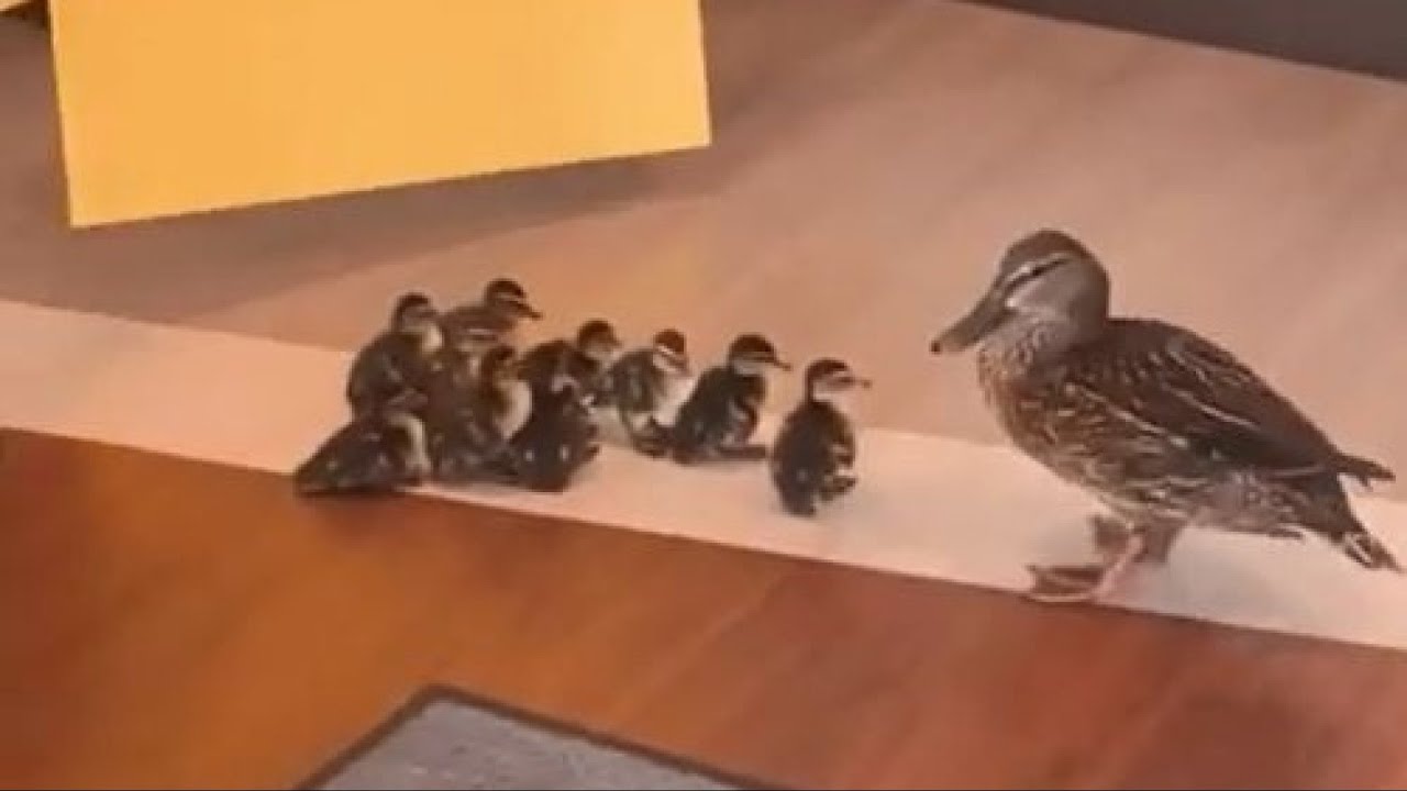 VIDEO: Mama duck has babies at labor & delivery center at Jacksonville ...