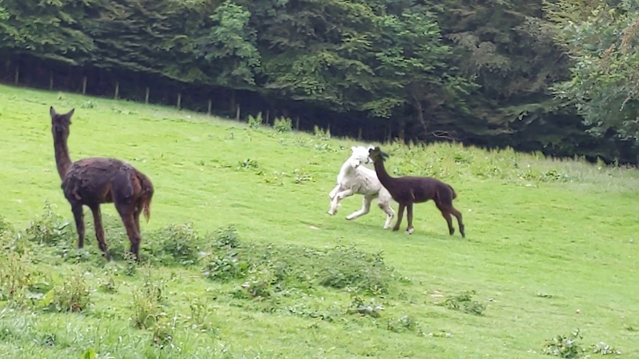Alpaca Fight in the Lake District National Park, UK - YouTube