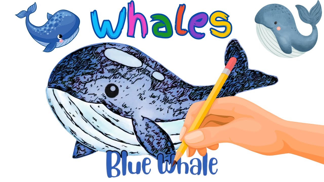 Learning video of Whales for kids- Learning Sea Animals for Kids - YouTube
