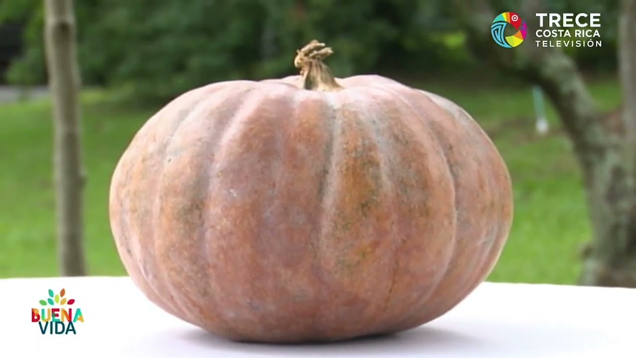 Usos y beneficios del ayote - YouTube