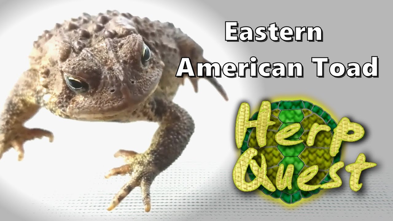 Eastern American Toad - Herp Quest #10 (Herpetology Education) - YouTube