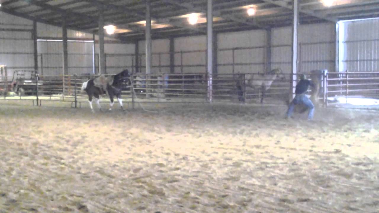 Calf Horse Spot For Sale w/ Tyson Durfey riding - YouTube