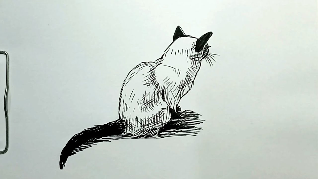 How to Draw SITTING CAT Step by Step - YouTube