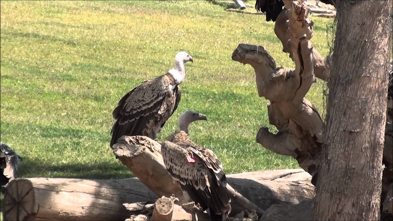Vultures - scavenging birds in 1080p HD - YouTube
